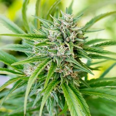 Weed Seeds CBD Angel